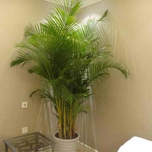 Jual Tanaman Pohon Palem Kuning - Pohon Palm Kuning - Ukuran 1 meter ...