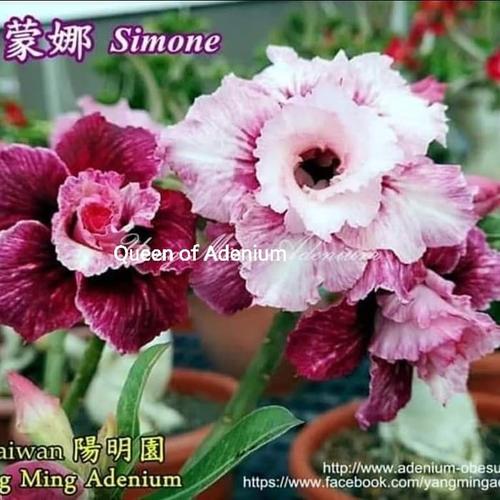 Jual Tanaman Hias Bunga Adenium Tumpuk Kamboja Id Simone size A - Kota ...