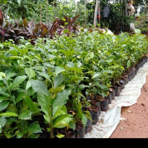 Jual pohon pagar tetehan//tanaman pagar - Kota Depok ...