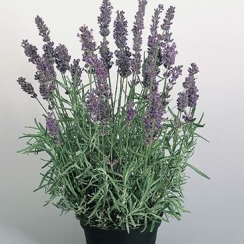 Jual Tanaman Lavender Asli/ / Lavandula Angustifolia / English Lavender ...