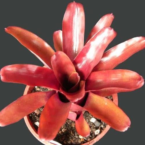 Jual Tanaman Bromelia Merah - Kab. Bandung Barat - Twins Farmers ...