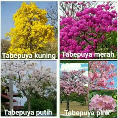 Jual Paket 4 Tanaman Hias Tabebuya - Kuning - Merah - Putih - pink ...