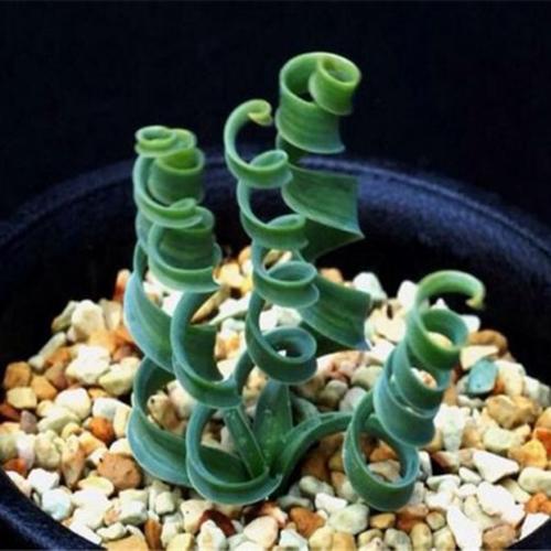 Jual (Promo) Egrow 100 Pcs/Pack Trachyandra Revoluta Seeds Home Balcony ...