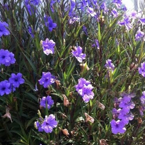 Jual tanaman ruellia bunga ungu - Kab. Bogor - bogor tree shop | Tokopedia