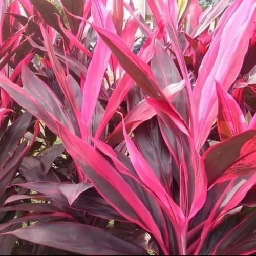 Jual Tanaman Hias Hanjuang Merah Pohon Andong Merah - Kab. Bogor ...
