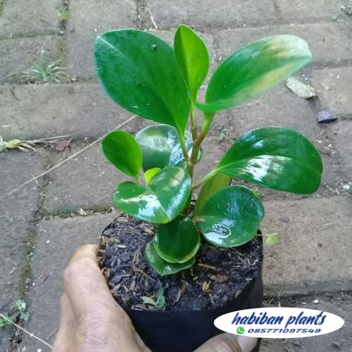 Jual Jade plants peperomia hijau - Kab. Bogor - Habiban Plants | Tokopedia