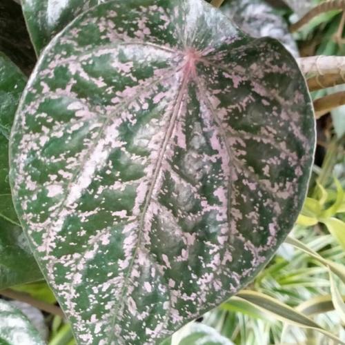 Jual Daun Sirih Merah | Piper Ornatum | Obat herbal berbagai penyakit ...