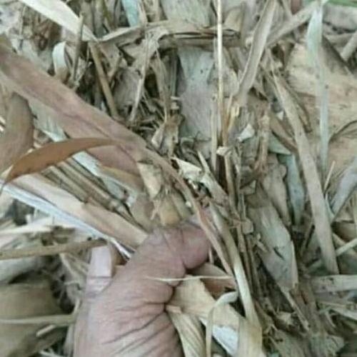 Jual media pupuk caca daun bambu kemasan 200gram - Kota Depok - kenzo ...
