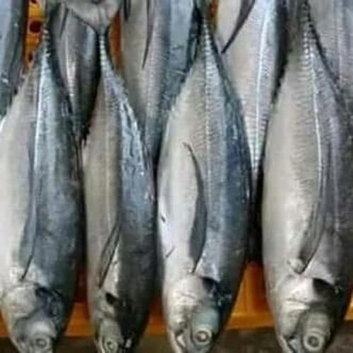 Jual ikan tengkek fresh - Jakarta Utara - ROID-seafood | Tokopedia