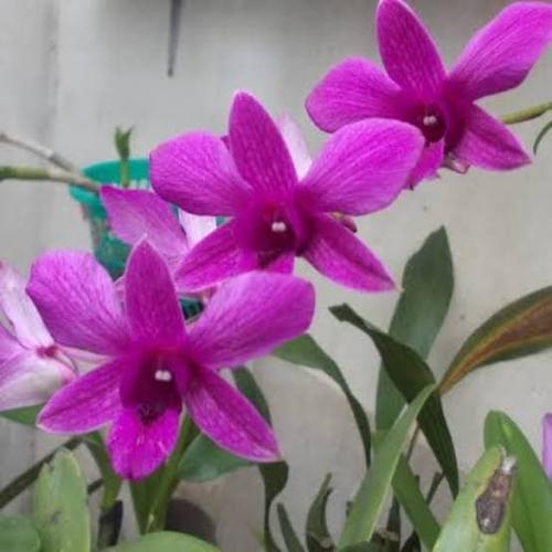 Jual pohon anggrek bunga ungu/tanaman anggrek - Kab. Bogor - ismataman ...