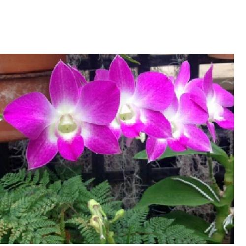 Jual Dendrobium Burana Pink Lady Pra Dewasa - Kota Depok - Sandi Orchid ...