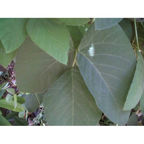 Jual 1kg daun kara benguk segar/koas (Mucuna Pruriens) - Kab ...