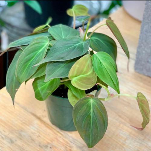 Jual tanaman hias philodendron micans velvety - philo micans velvety ...