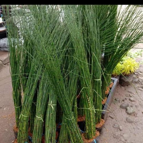 Jual Tanaman Hias Bambu Air - Pohon Bambu Air - Bambu Mini - Kab. Bogor ...
