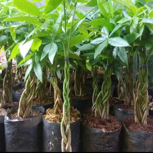 Jual Pohon pacira - Tanaman hias pachira kepang 3 - Kab. Bogor - Reguna ...