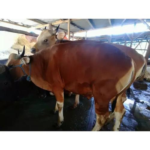 Jual Sapi Bali Sapi Kurban Hewan Kurban Sapi Qurban Hewan Qurban Idul ...