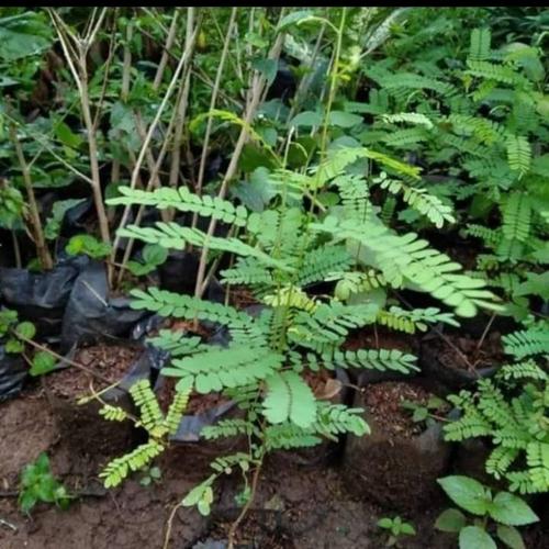 Jual Tanaman Hias Pohon Saga / Pohon Daun Saga - Kota Depok ...