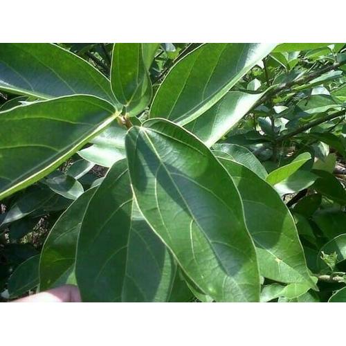 Jual Daun Cincau Hijau Segar - Kota Bekasi - DAYA ANAGATA NUSANTARA ...