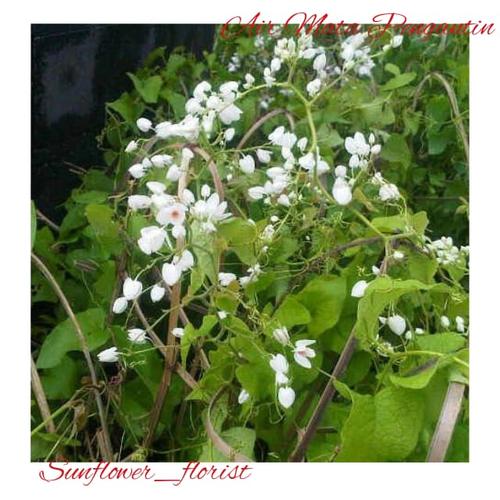 Jual Bibit Bunga Air Mata Pengantin Putih - Kota Batu - Sunflower ...