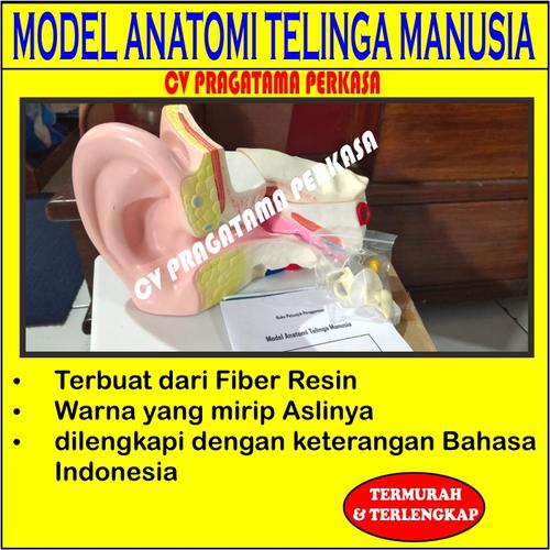 Jual Model Anatomi Telinga Manusia - Kab. Sleman - CV PRAGATAMA PERKASA ... Jual Model Anatomi Telinga Manusia - Kab. Sleman - CV PRAGATAMA PERKASA ...