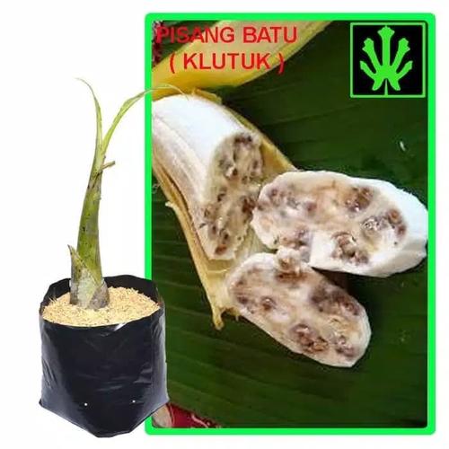 Jual Bibit pohon pisang klutuk atau pisang batu - Kab. Pasuruan - Gerai ...