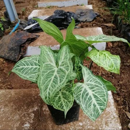Jual tanaman hias syngonium batik - singonium batik - Kota Depok ...