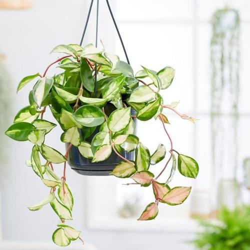 Jual tanaman hias hoya carnosa - cornosa tri color - gantung - indoor ...