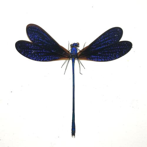 Jual AWETAN SERANGGA UNIK CAPUNG JARUM BIRU METALIC JANTAN - Jakarta ...