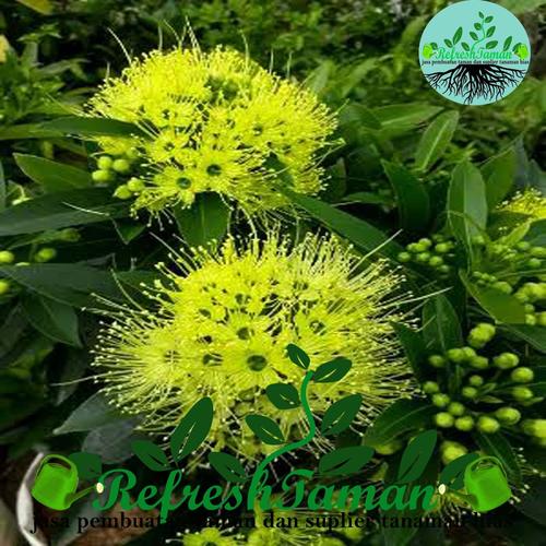 Jual tanaman hias untuk taman xantos temon bunga kuning - xantos lemon ...