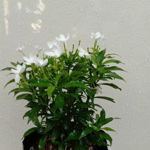 Jual Tanaman Hias Rombosa Mini Hijau - Tanaman Hias Berbunga - Kab ...