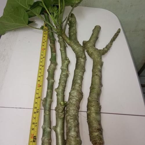 Jual jual bibit setek pohon jarak siap tanam - Kota Tasikmalaya - kebun ...