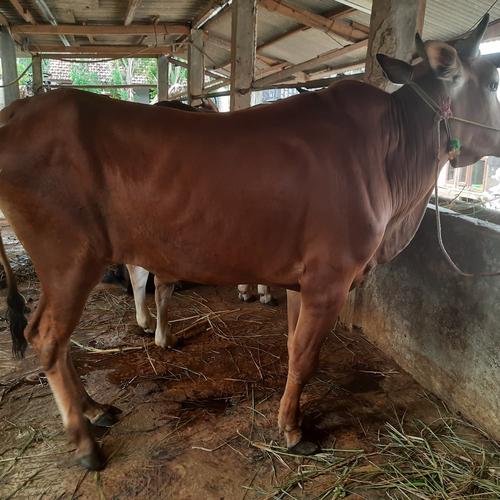 Jual Obral Sapi Madura / sapi jawa / sapi kurban - Kota Depok - SanTri Bahagia Qurban | Tokopedia