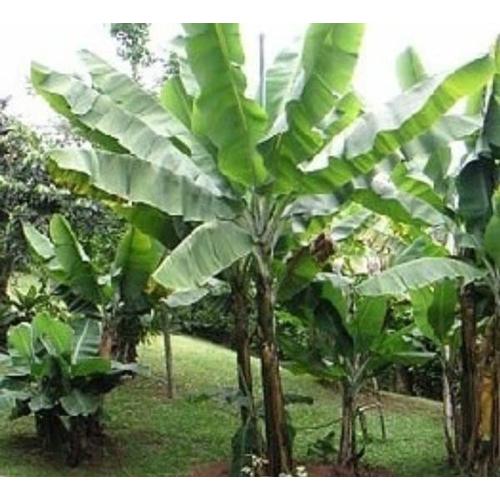 Jual (PROMO) Akar Pohon Pisang Segar 500 gram (FRESH) - Jakarta Pusat ...