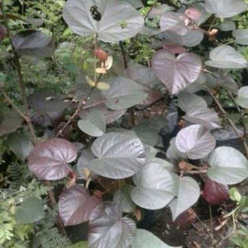 Jual Bahan Bonsai Waru Italy Merah - Kab. Pangandaran - hasuna distro ...