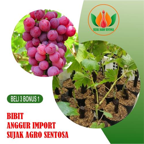 Jual Bibit Buah Tanaman Anggur Ninel Import - Kota Depok - sujak bibit ...