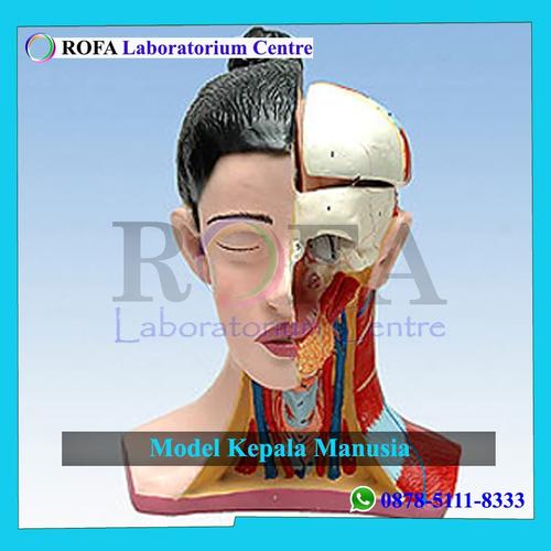 Jual Model Kepala Manusia - Kota Bandung - ROFA Laboratorium Centre ...