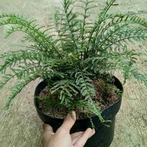 Jual Tanaman pakis papua / Pohon pakis Rimbun/ leather leaf - Kab ...