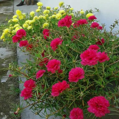 Jual Tanaman sutra bombay / bunga Portulaca Grandiflora / tanaman ...