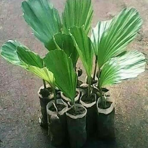 Jual Jual Tanaman aren gajah 10 bibit - Kab. Pangandaran - Herbal ...