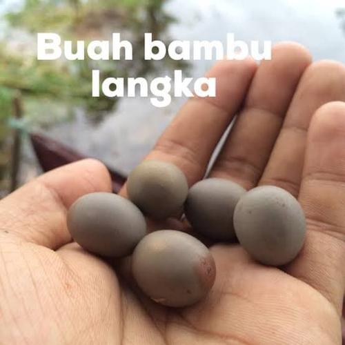 Jual (PROMO) Buah Matahiang Kihiang Buah Bambu Langka Buah gorek ...