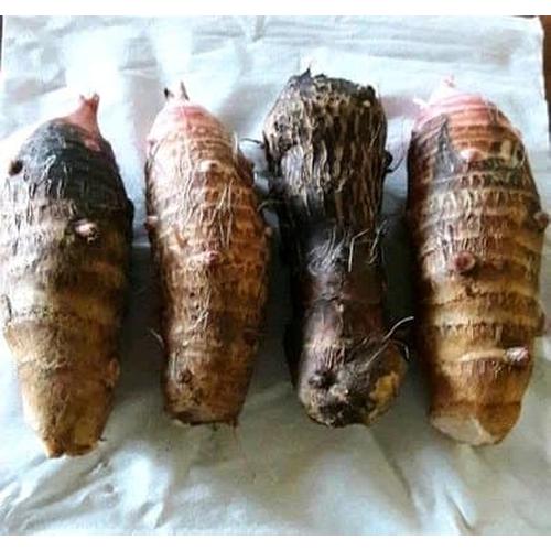 Jual (PROMO) Ubi Talas Ubi Pulen 1 Kg (FRESH) - Kab. Bandung Barat ...