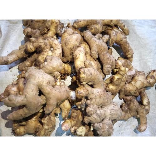 Jual JAHE GAJAH 500G MURAH TUA SEGAR ALAMI [COD] - Kab. Semarang ...