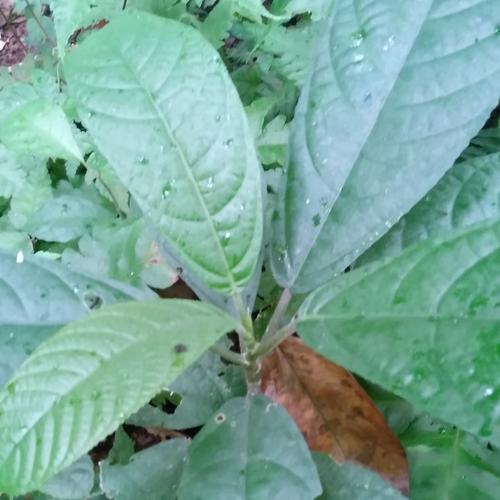 Jual DAUN PULUS DAUN GATAL DAUN JLATENG SEGAR - Kab. Serang - nasrudin ...