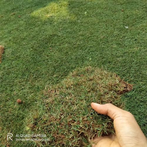 Jual Rumput Golf 1M Full- Rumput taman - Golf - Grass Golf - tanaman ...