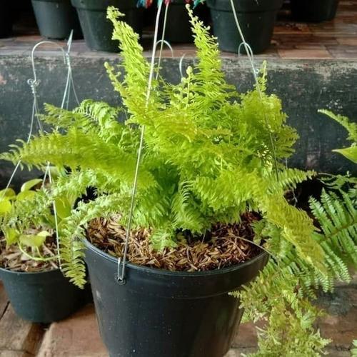 Jual tanaman hias pakis boston - tanaman gantung pakis golden - Kab ...