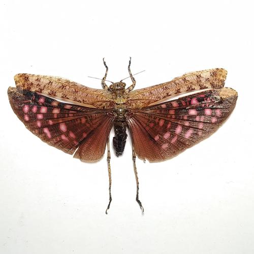 Jual AWETAN SERANGGA UNIK INDONESIA TETTIGONIIDAE Sp. 3 (SPREAD ...