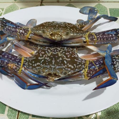 Jual kepiting rajungan jumbo size 3-4pcs/kg - Kota Tangerang - LUCKY ...