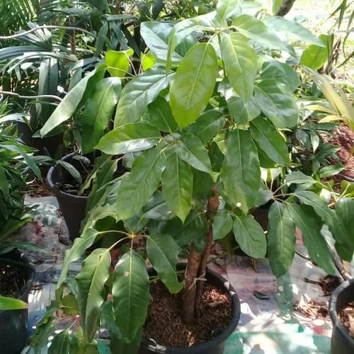 Jual tanaman //pohon walisongo daun besar tinggi 1 meter - Kota Depok ...