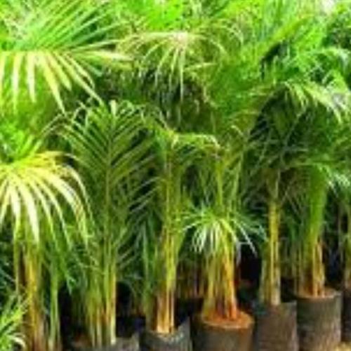 Jual tanaman palem kuning - Kab. Bogor - Jamalgarden | Tokopedia