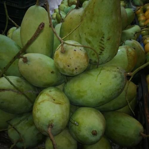 Jual Mangga Budi Raja (Mangga rujak) 1kg - Jakarta Barat ...